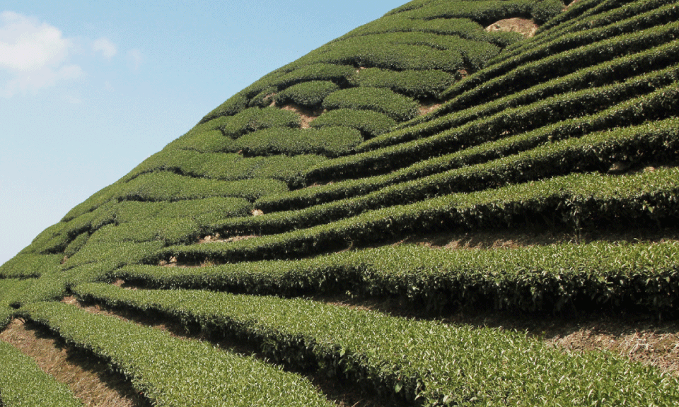 CHAYAN-TEA 茶納雅言