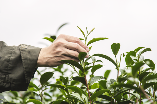 Tea Founder